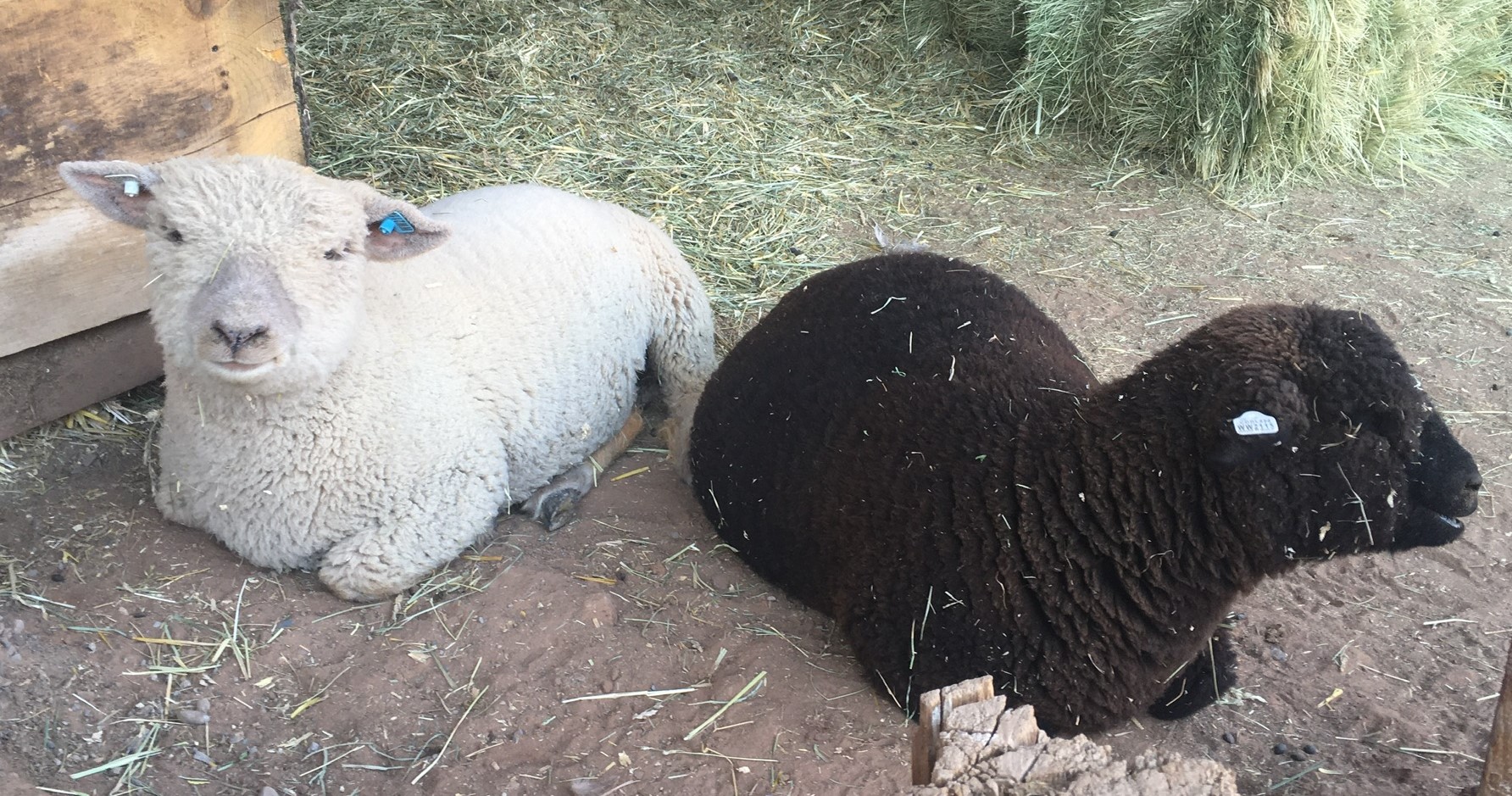 Our Ranch Animals - GG-Ranch