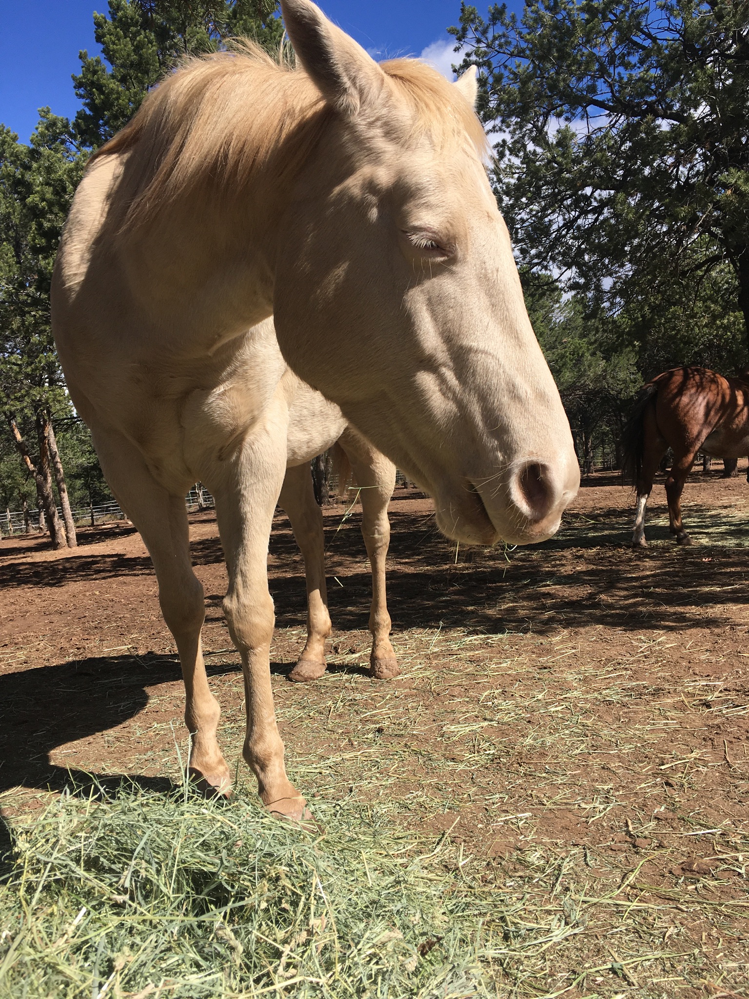 Our Ranch Animals - GG-Ranch