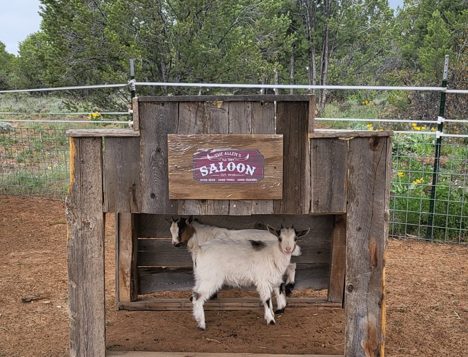 Our Ranch Animals - GG-Ranch