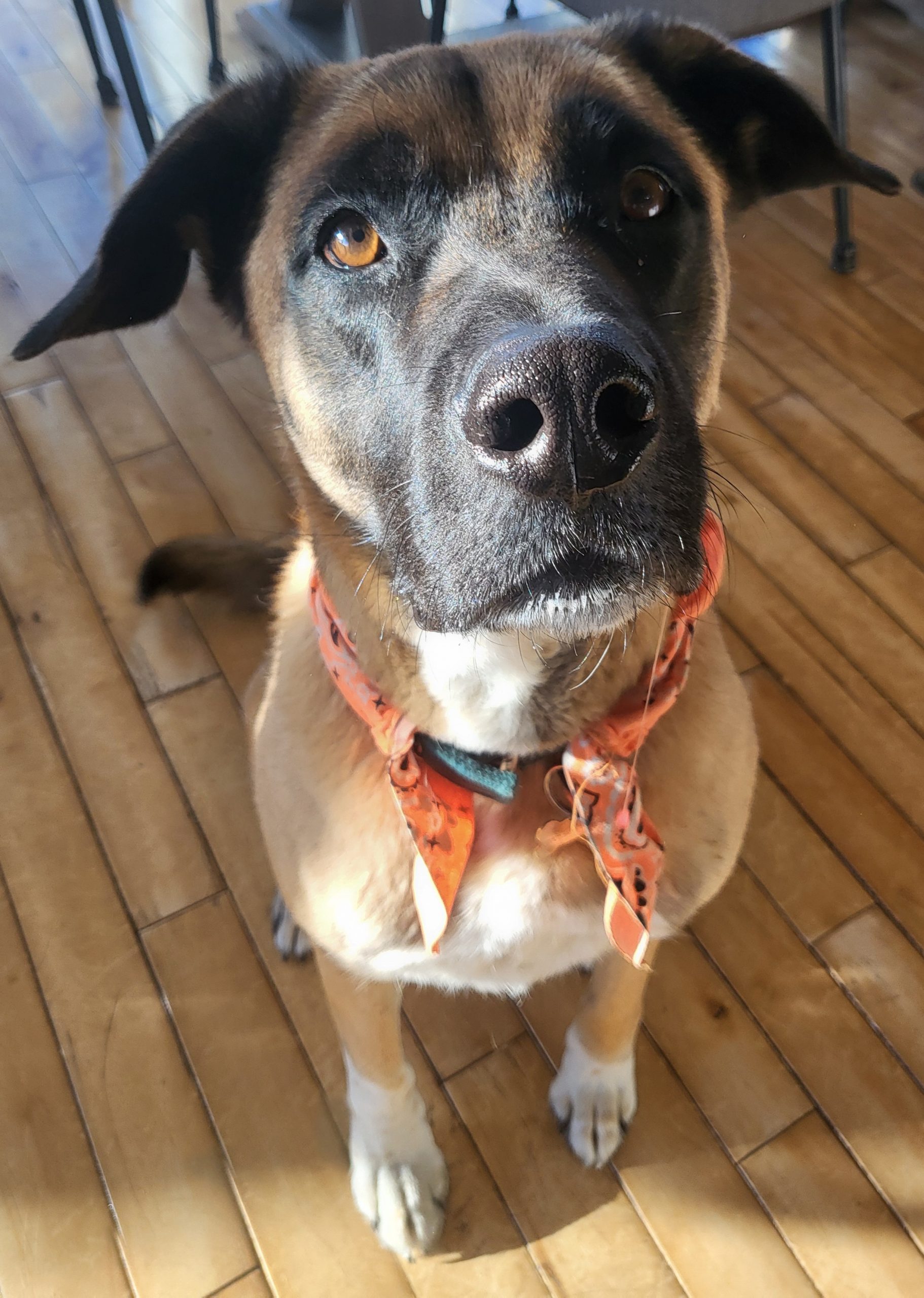 Our Ranch Animals - GG-Ranch