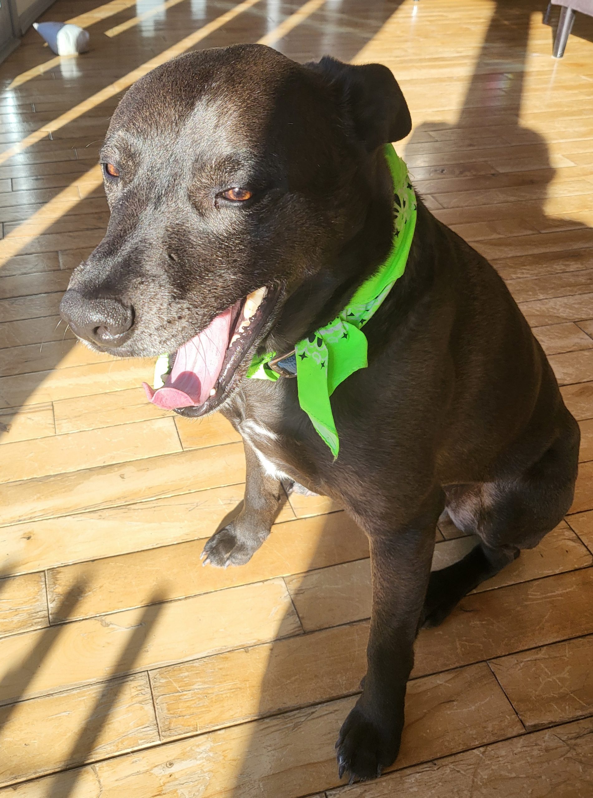 Our Ranch Animals - GG-Ranch