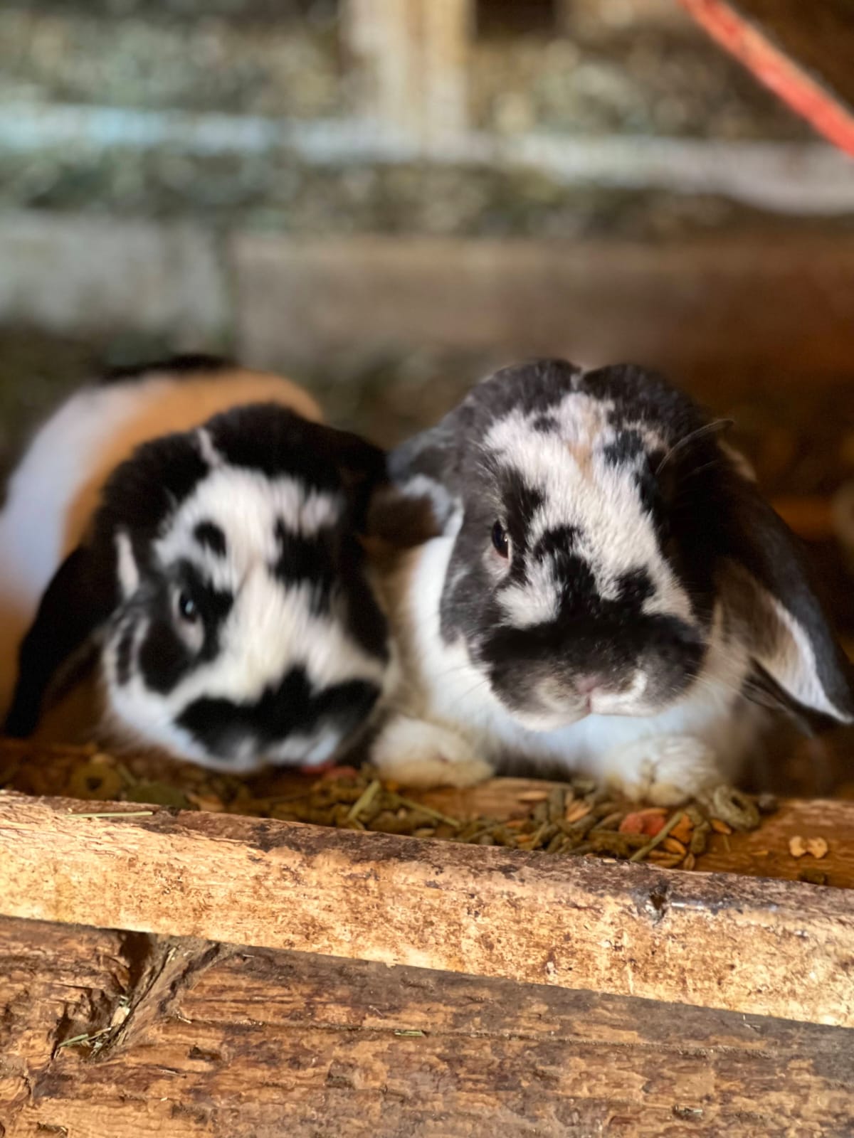 Our Ranch Animals - GG-Ranch