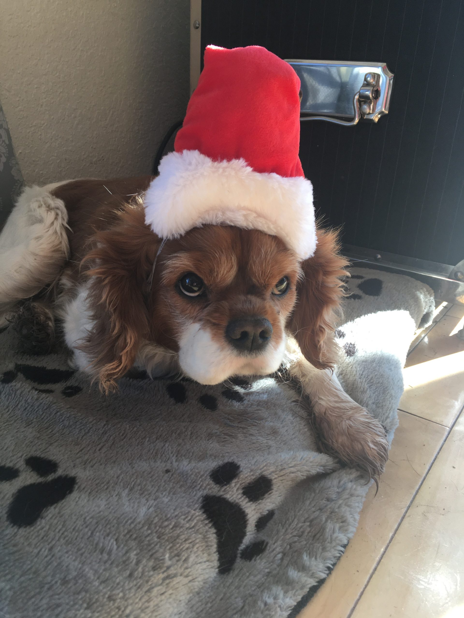 Our Ranch Animals - GG-Ranch